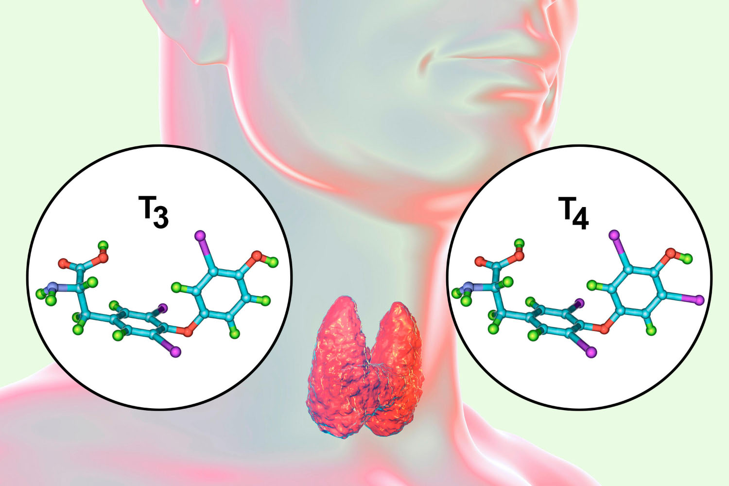 Schilddrüsenerkrankungen - Der Hausarzt